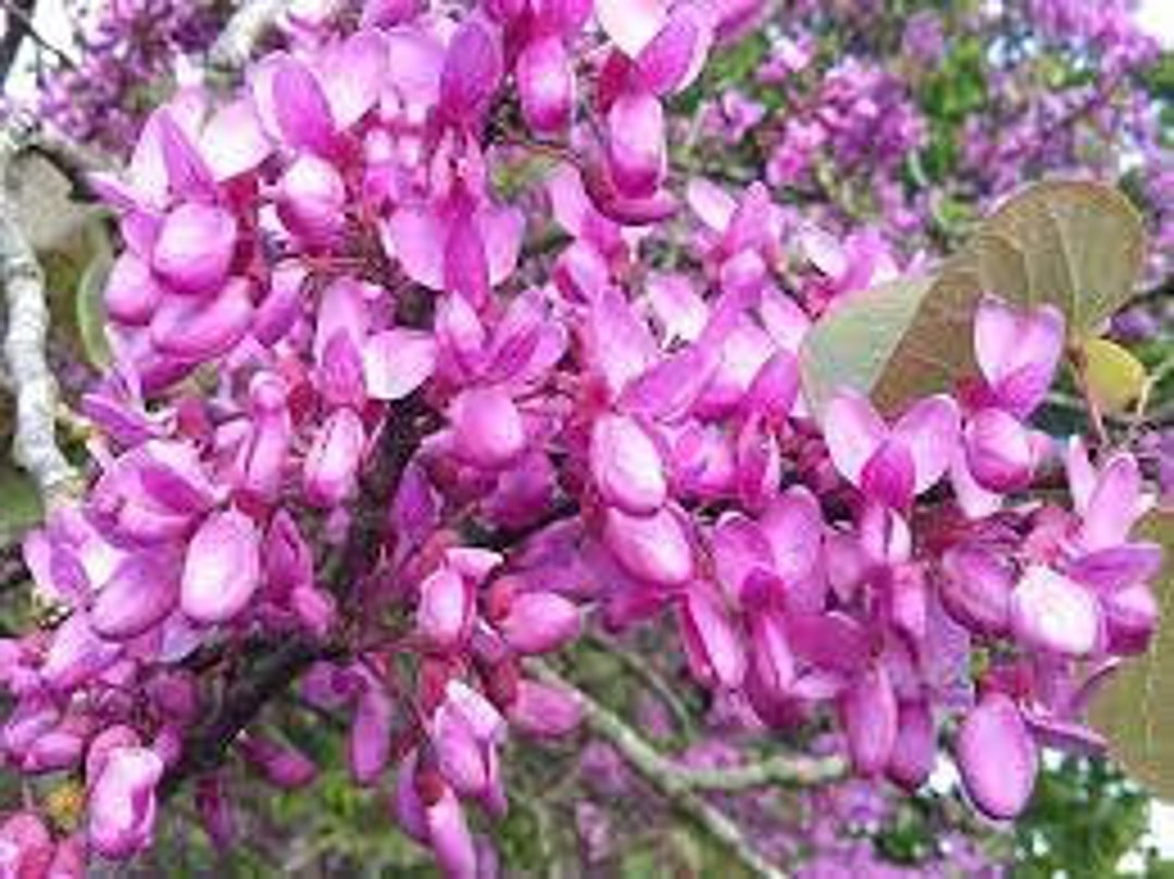 25 X Pink Flowering Judas Tree Seeds Cercis Siliquastrum - Etsy UK