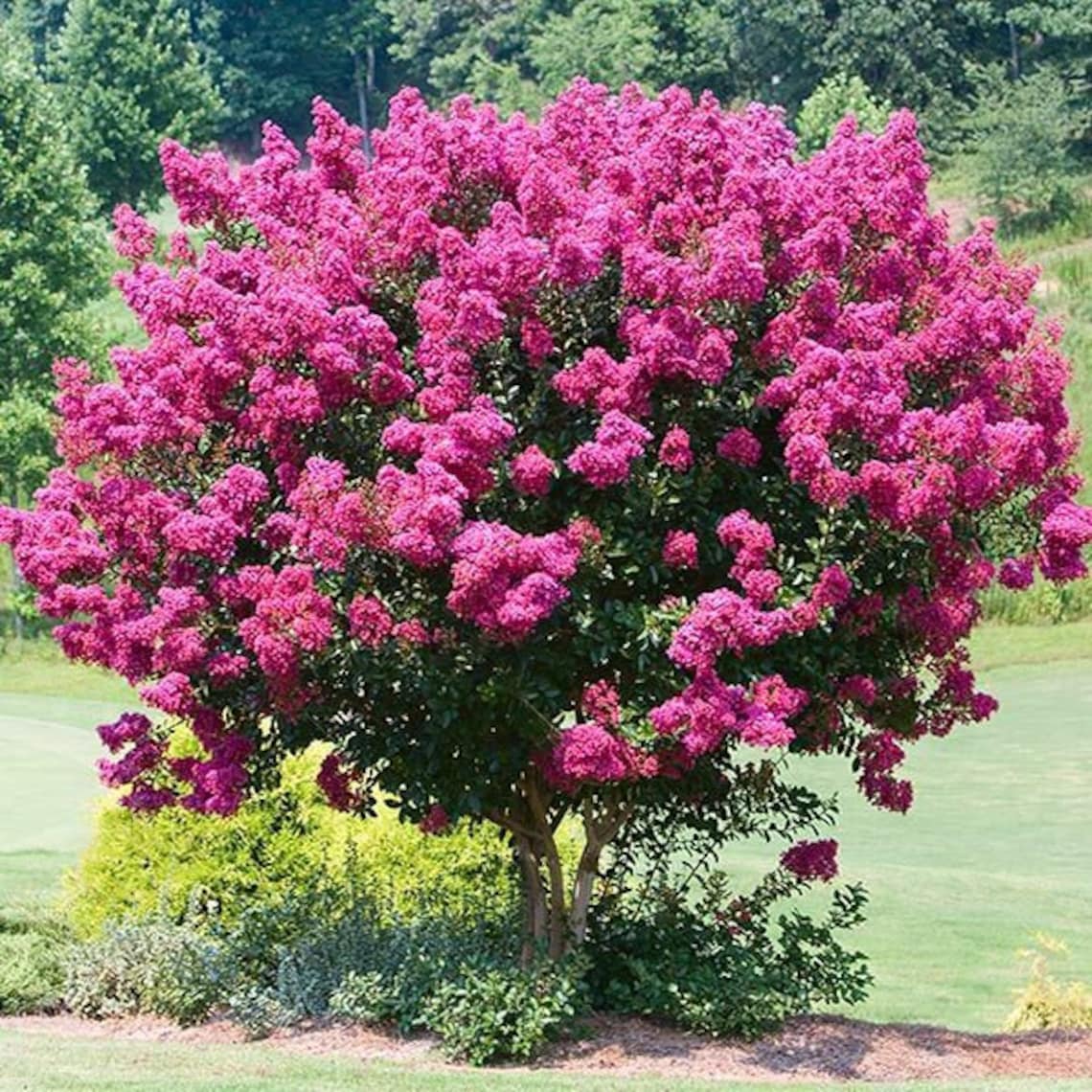 10 X Common Crape Myrtle Tree Seeds. Lagerstroemia Indica. | Etsy
