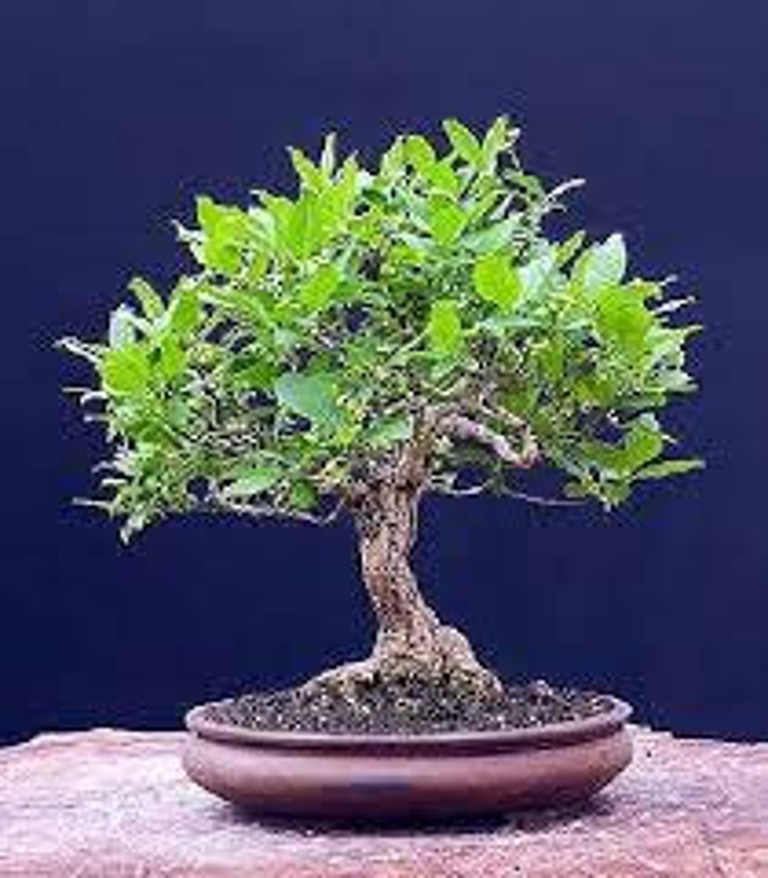 50 X White Mulberry Tree Seeds. Morus Alba, This is a Fast-growing ...