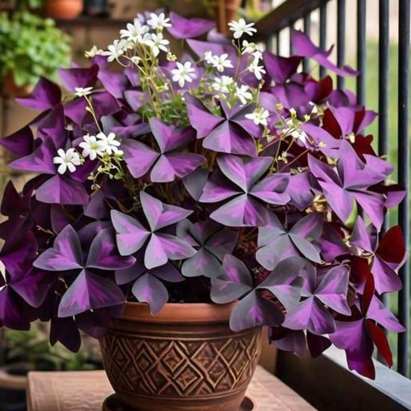 Shamrock Plant - Etsy UK