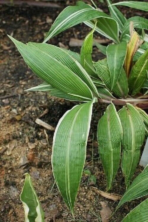 5 X 'palm Grass' Setaria Palmifolia Seeds - Etsy UK