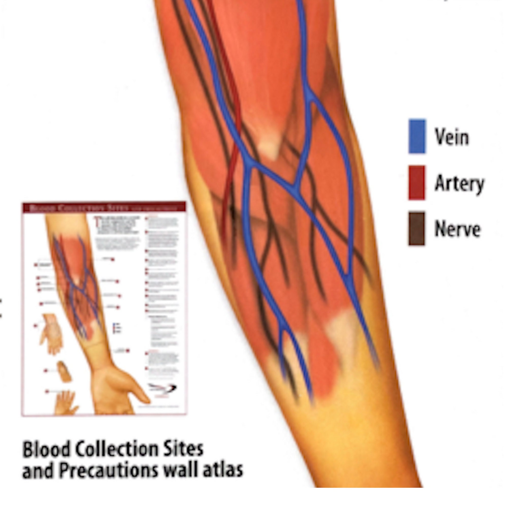 Phlebotomy Exam & Study Guide Phlebotomy Test Order of Draw ...