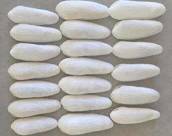 Seashell Angel | Etsy