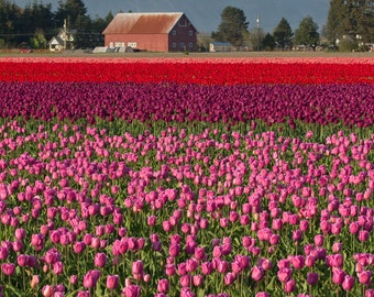Field of Tulips Photo, Tulip Field Print, Tulip Field Canvas, Skagit ...