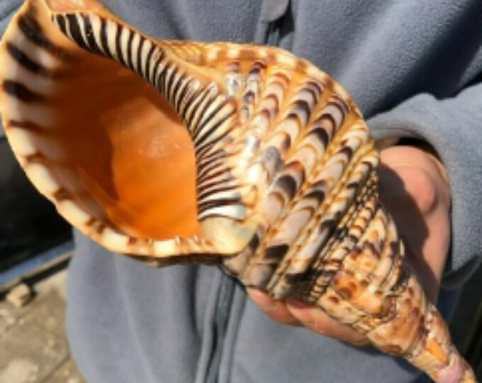 Pacific Triton Conch Shells 11" (360G) Atlantic Triton - Etsy