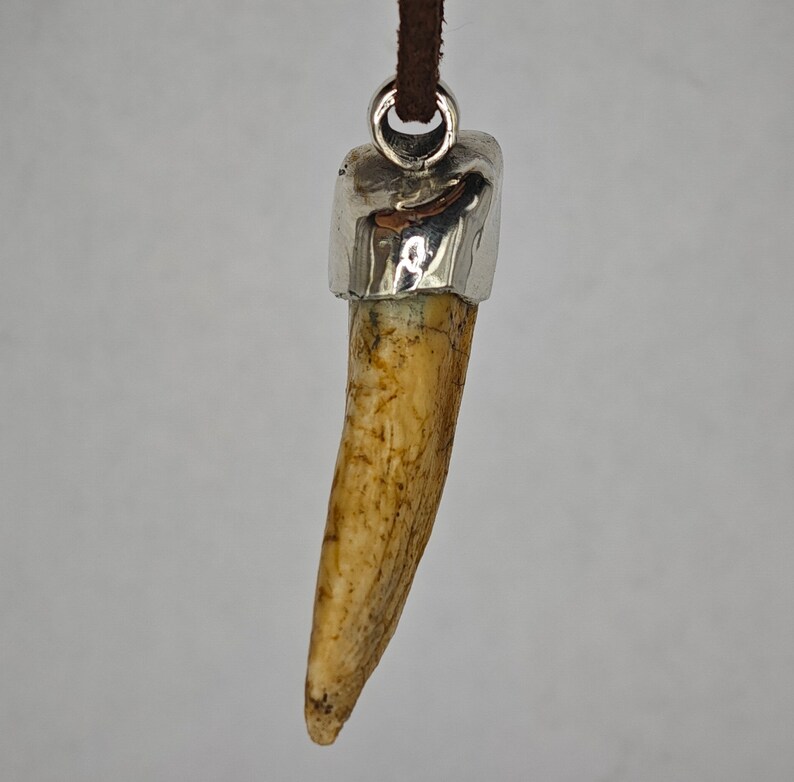 Large Viking Amulet Made From a Beast's Tooth With a Silver Cap ...