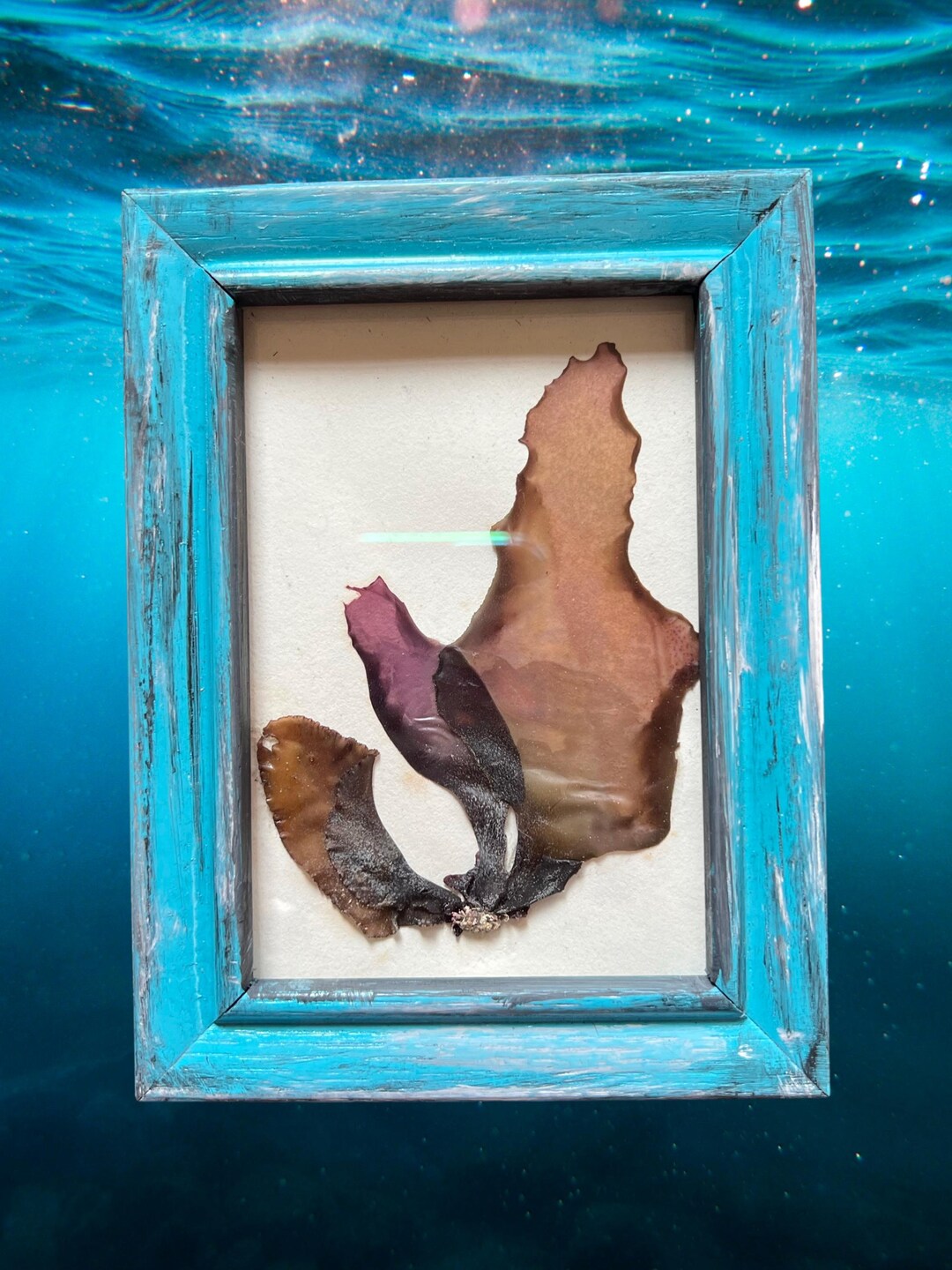 Foraged Algae Pressing - RIO - Natural Unique Seaweed Handmade Ocean ...