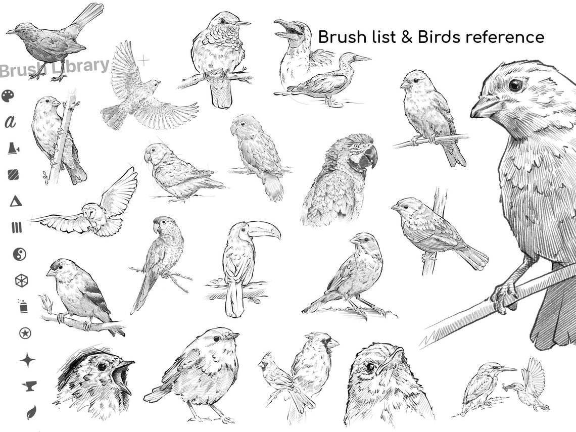 Procreate Birds Brushes, 100 Birds Sketch, Bird Stamp Brushes, Pose ...