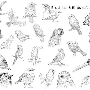 Procreate Birds Brushes, 100 Birds Sketch, Bird Stamp Brushes, Pose ...