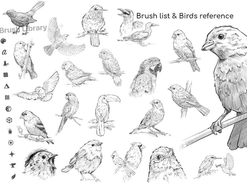 Procreate Birds Brushes, 100 Birds Sketch, Bird Stamp Brushes, Pose ...