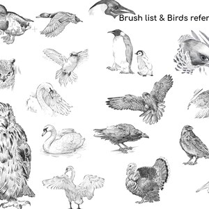 Procreate Birds Brushes, 100 Birds Sketch, Bird Stamp Brushes, Pose ...