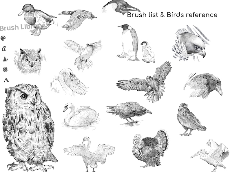 Procreate Birds Brushes, 100 Birds Sketch, Bird Stamp Brushes, Pose ...