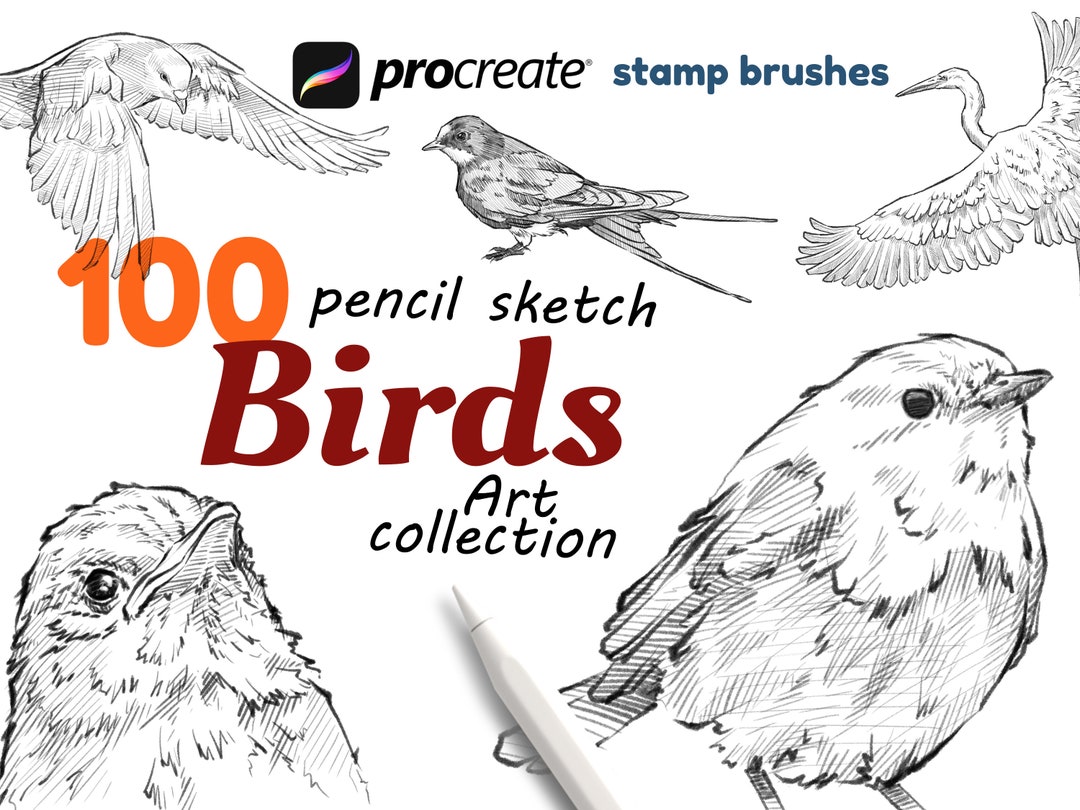 Procreate Birds Brushes, 100 Birds Sketch, Bird Stamp Brushes, Pose ...
