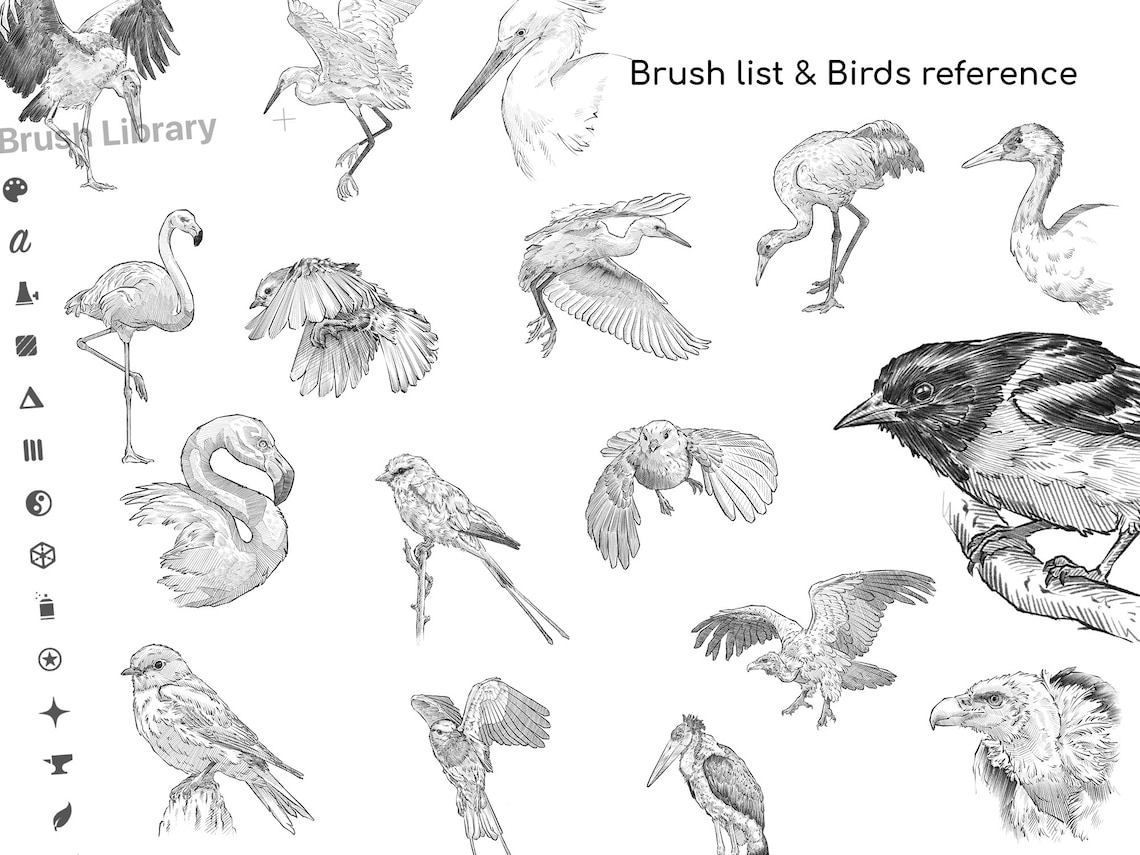 Procreate Birds Brushes, 100 Birds Sketch, Bird Stamp Brushes, Pose ...