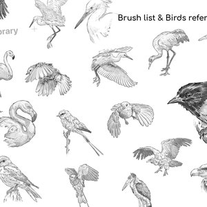 Procreate Birds Brushes, 100 Birds Sketch, Bird Stamp Brushes, Pose ...