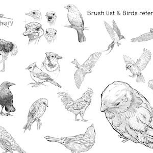 Procreate Birds Brushes, 100 Birds Sketch, Bird Stamp Brushes, Pose ...