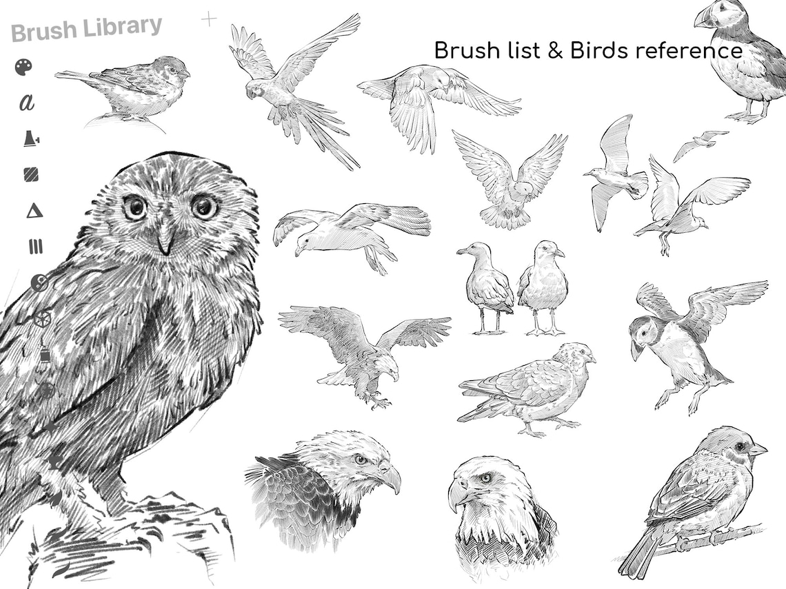 Procreate Birds Brushes, 100 Birds Sketch, Bird Stamp Brushes, Pose ...