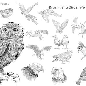 Procreate Birds Brushes, 100 Birds Sketch, Bird Stamp Brushes, Pose ...