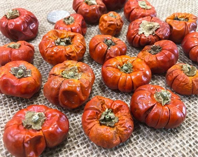 20 Tiny Miniature Pumpkins. Dried Baby Pumpkins. Autumn Home Decor ...