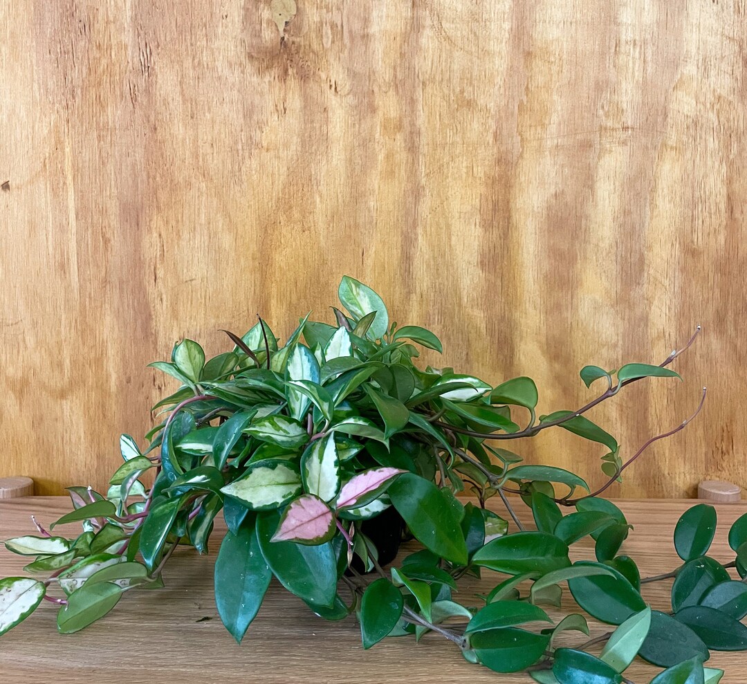 6 Hoya Exotica Pink Hoya Beginner Friendly Plants - Etsy