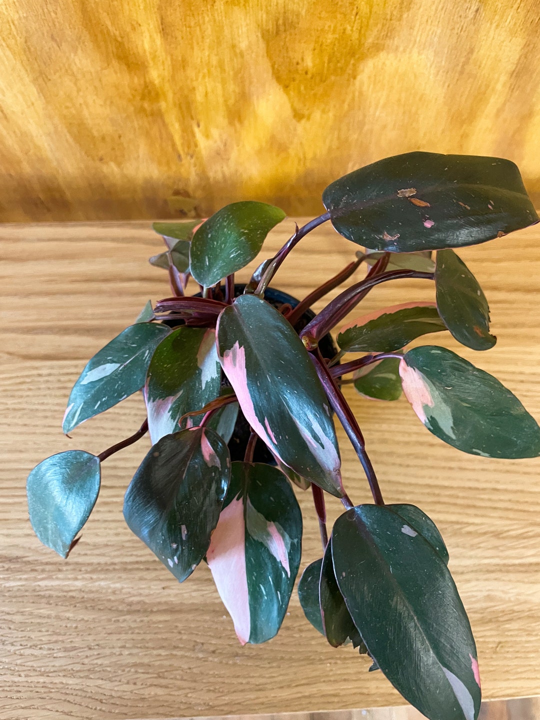 4 Philodenron Pink Princess Philo Pink Princess Pink - Etsy