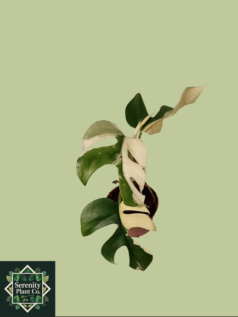 Rhaphidophora Tetrasperma Variegata (variegated Mini Monstera) Rare ...