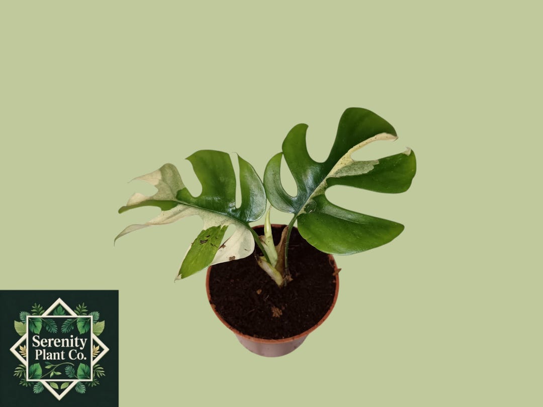 Rhaphidophora Tetrasperma Variegata (variegated Mini Monstera) Rare ...
