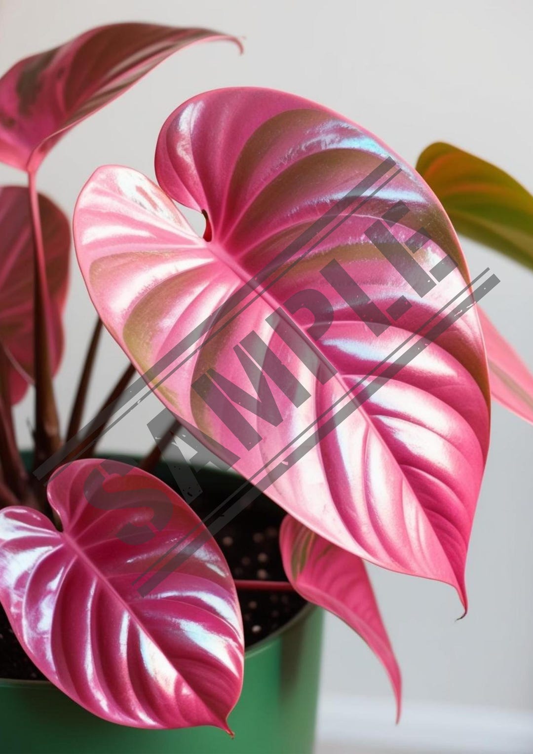 House Plant Themed Posters Pack of 5 Aesthetic Wall Art Digital ...