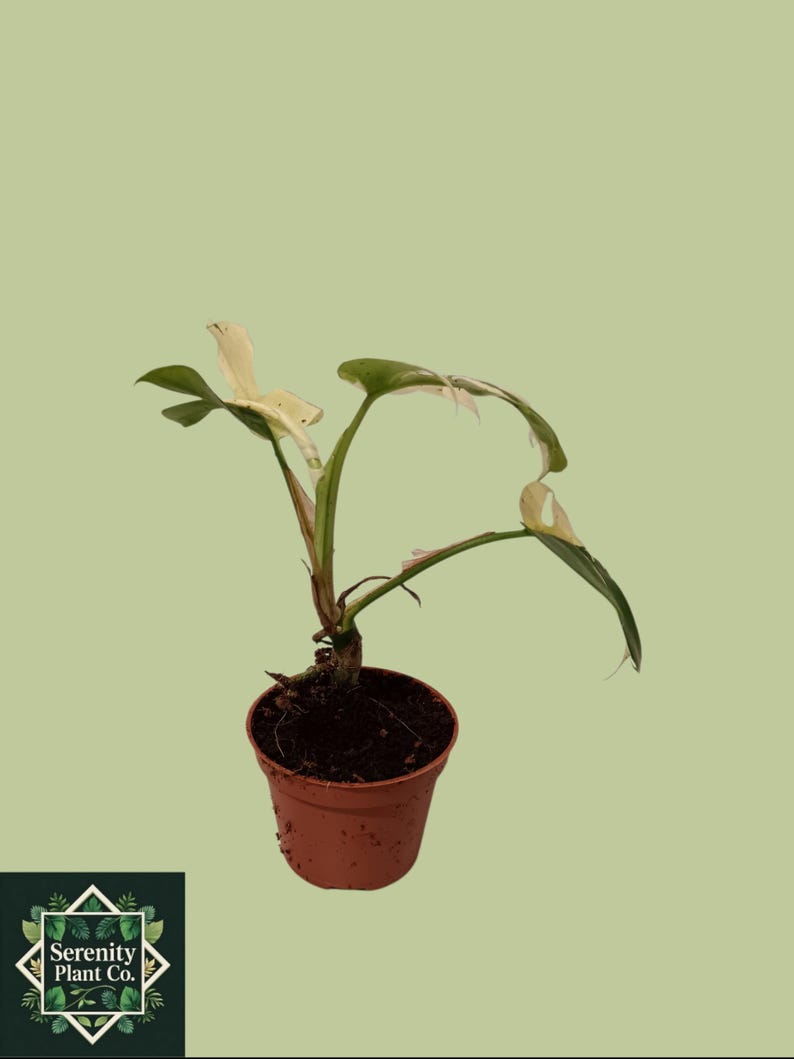 Rhaphidophora Tetrasperma Variegata (variegated Mini Monstera) Rare ...
