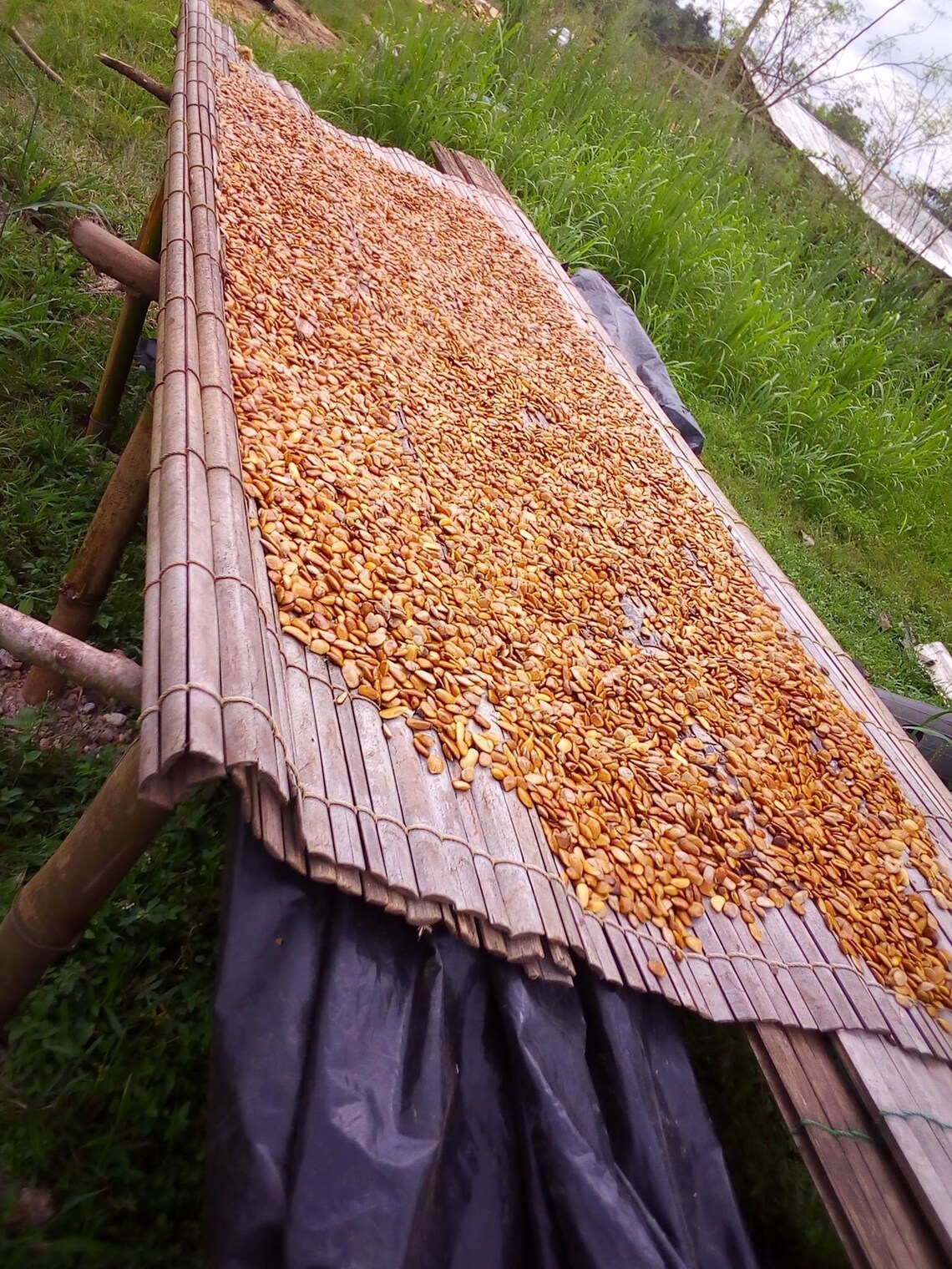 Akuamma Seeds From Ghana - Etsy