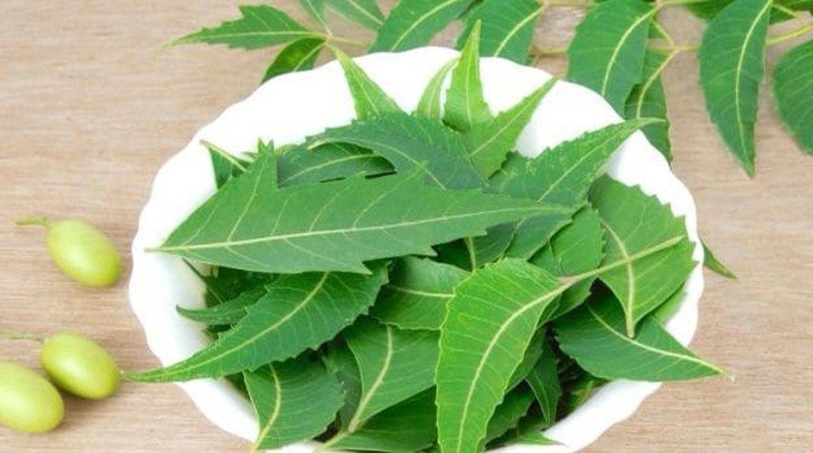 Neem Fresh Leaves Sold by Quantity Fresh Picked From Fl Home - Etsy