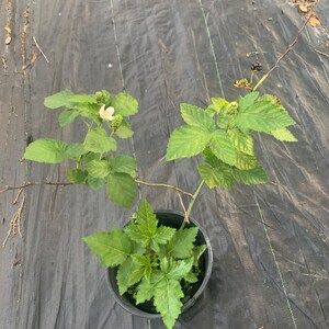 Northern Dewberry rubus Flagellaris Blackberries 12 Tall Plant With ...