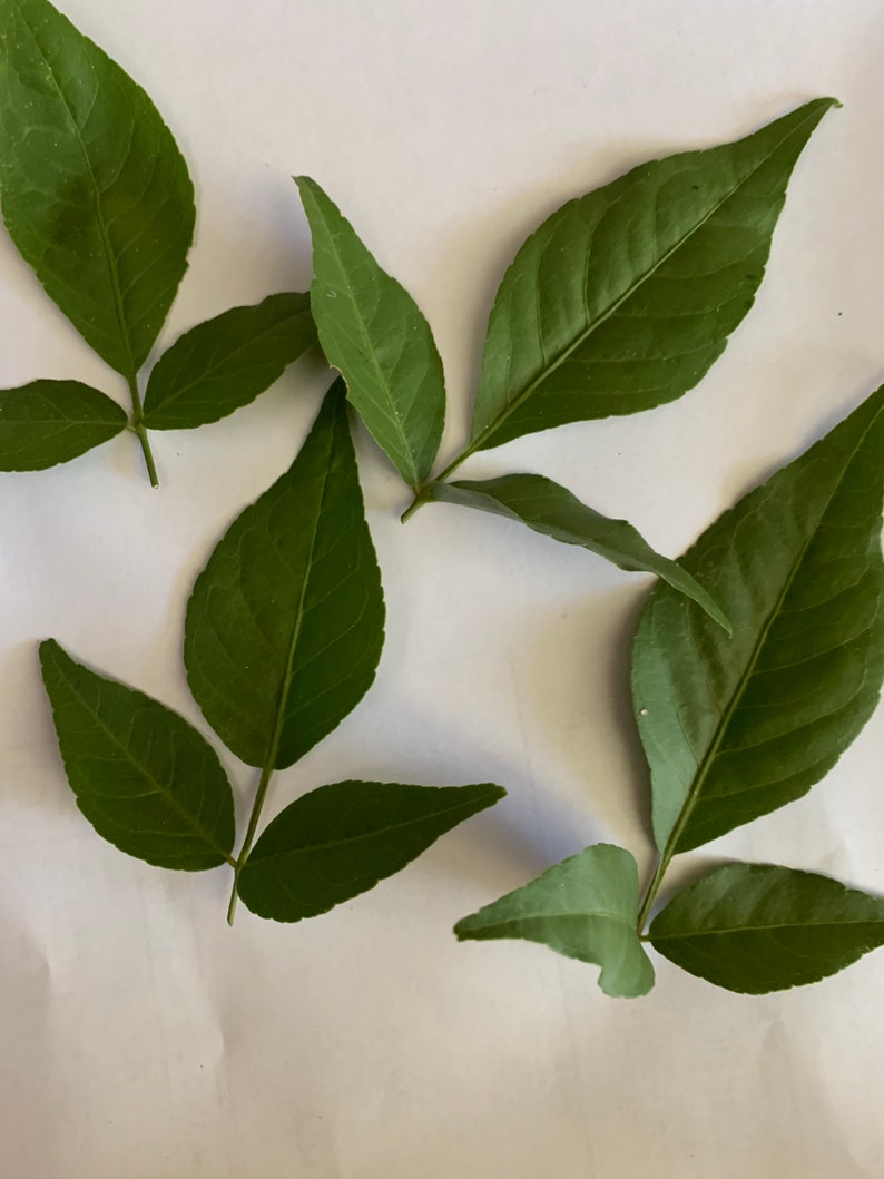 Bel Tree Leaves , Bilva Patra, Bel Patra, Bel Fruit, Golden Apple Fresh ...