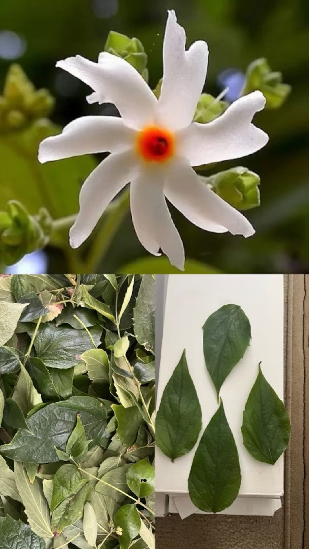 Parijat Leaves, Harisagar Leaves ,35 Leaves per Order - Etsy