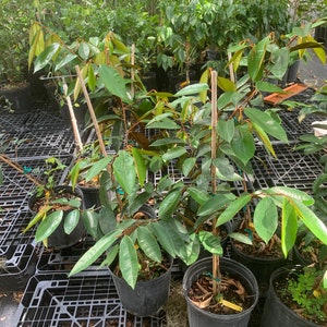 Star Apple Tree Green/purple Caimito Grafted Plant 2 Ft Tall - Etsy