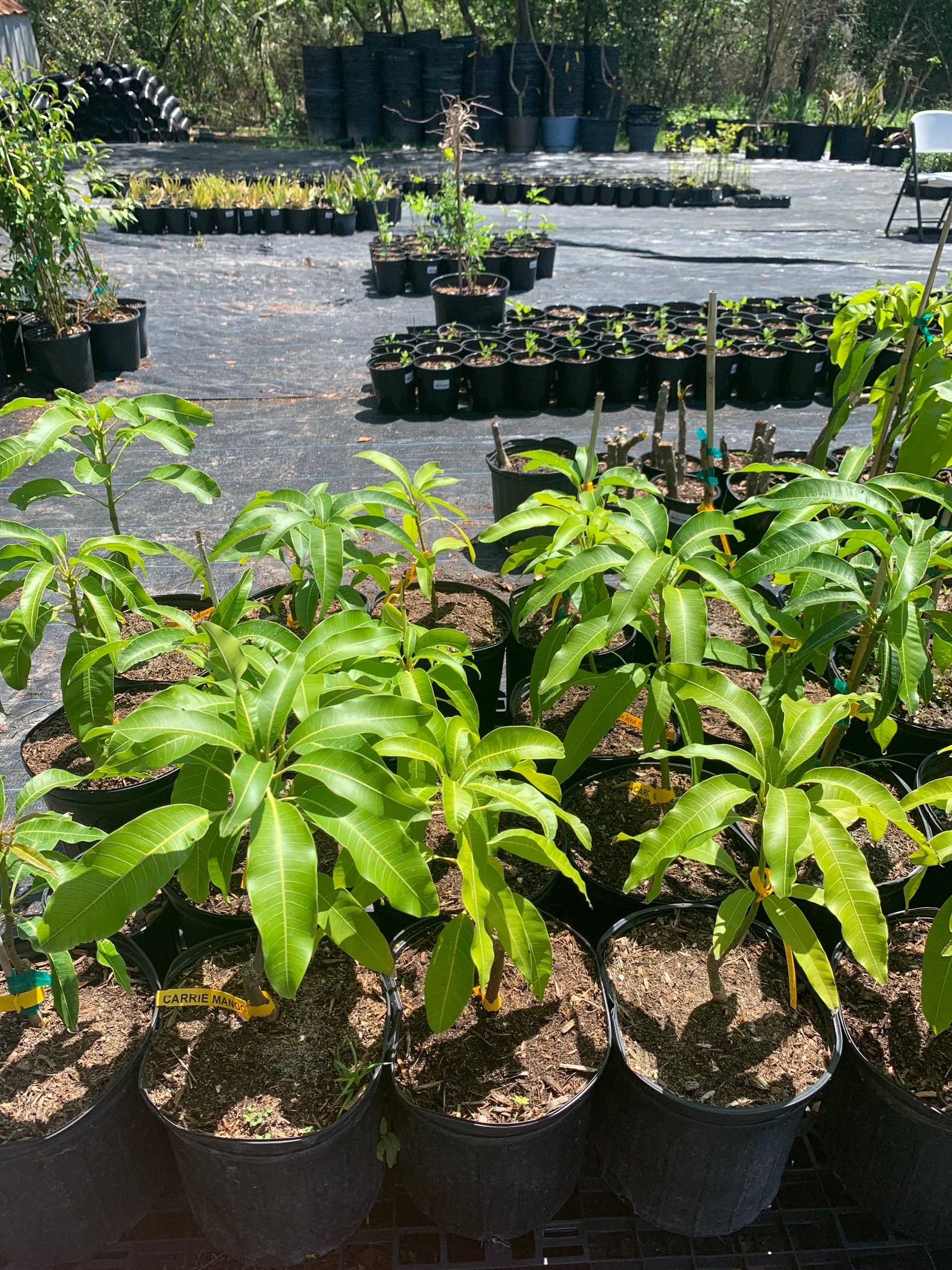Carrie Dwarf Mango Tree: Grafted Plant in 3 Gallon Pot - Etsy