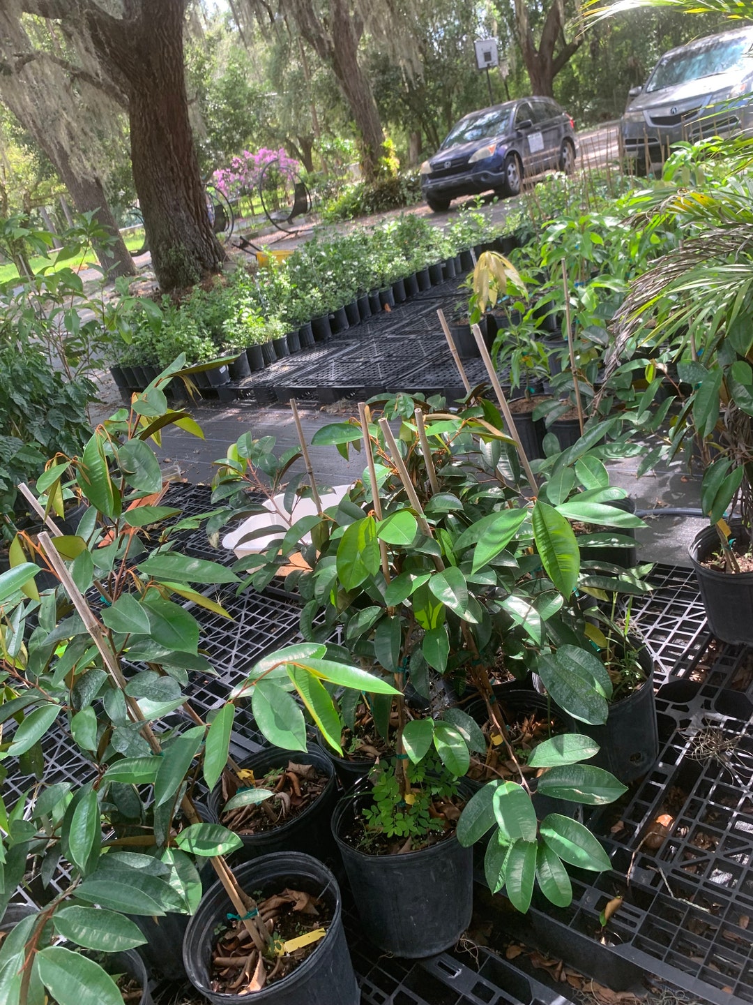 Star Apple Tree Green/purple Caimito Grafted Plant 2 Ft Tall - Etsy