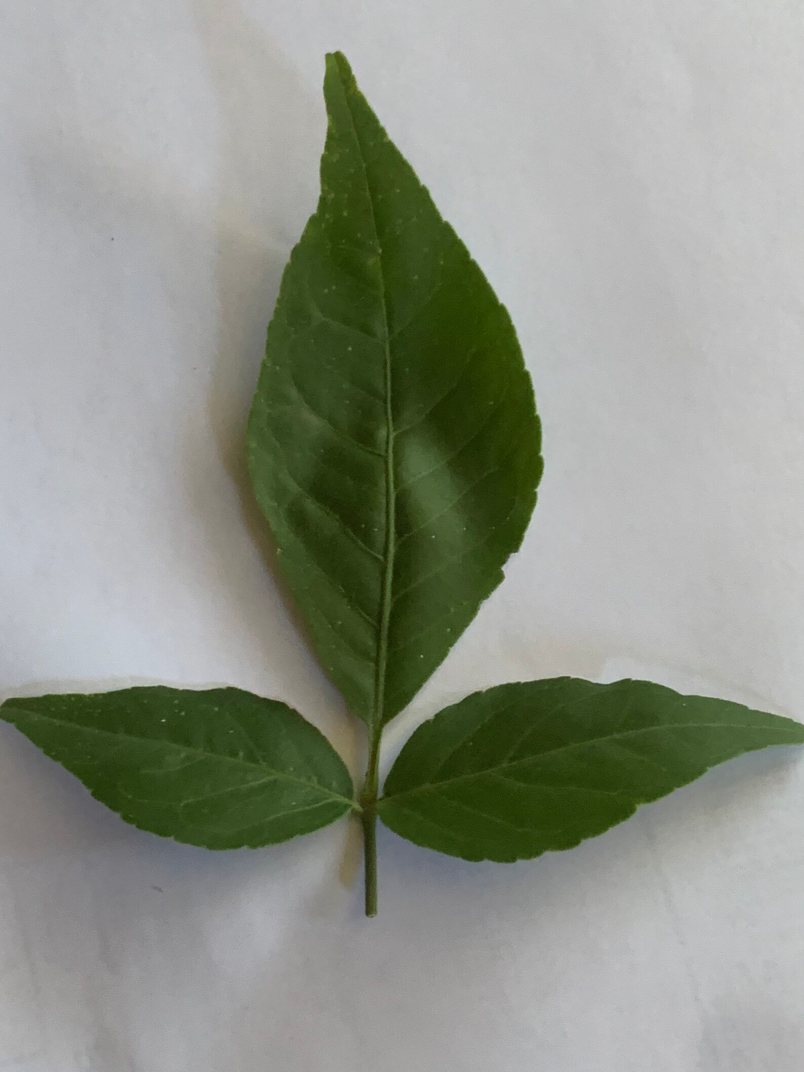 Bel Tree Leaves , Bilva Patra, Bel Patra, Bel Fruit, Golden Apple Fresh ...