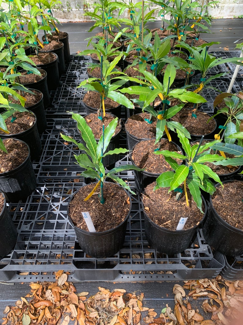 Kesar Mango Tree Plant mangifera Indian Queen Variety Grafted 12 in ...