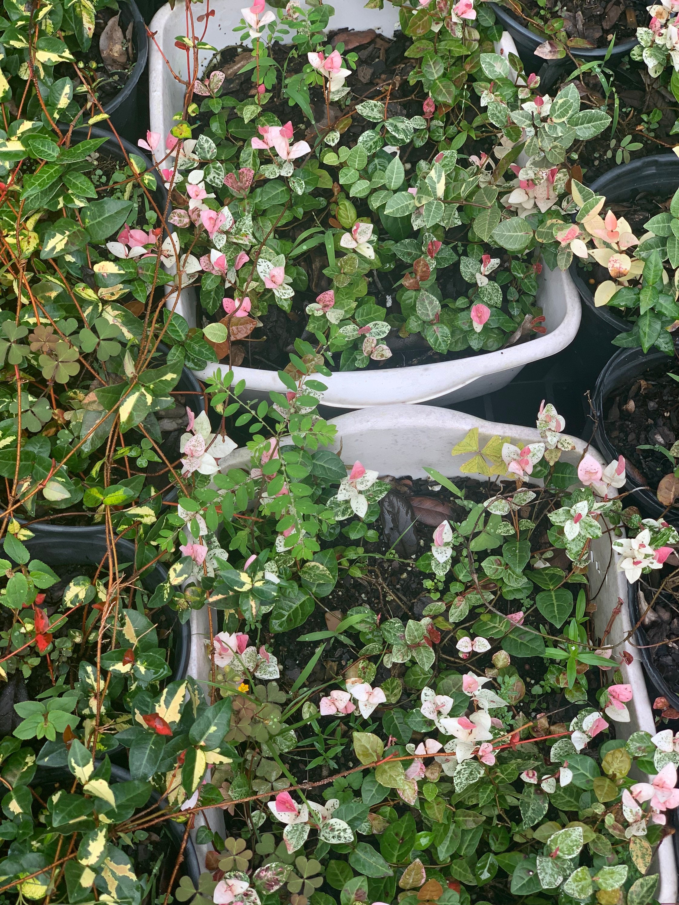 MCCORKLE Snow-N-Summer Asiatic Jasmine (Trachelospermum), 56% OFF