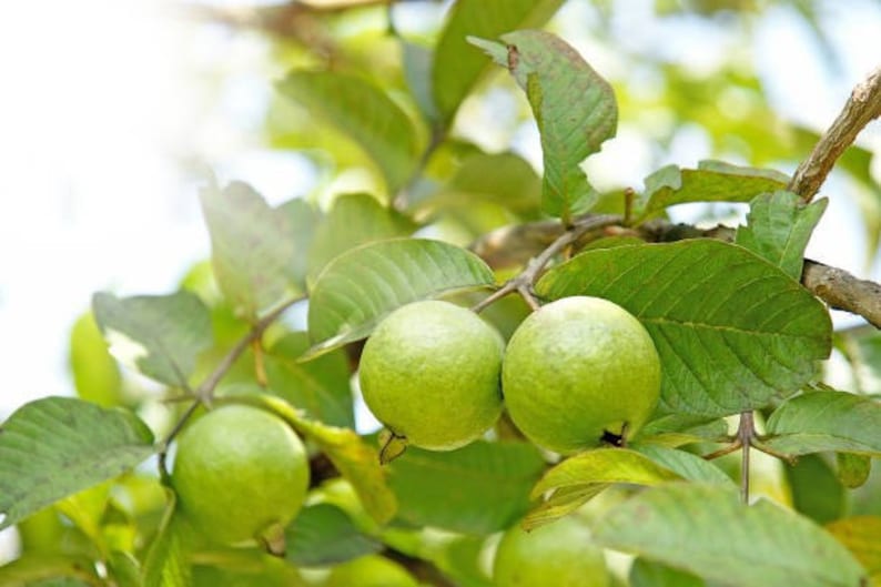 Guava, Thai White (psidium Guajava) Kimju Guava 2ft Plant Ready to ...