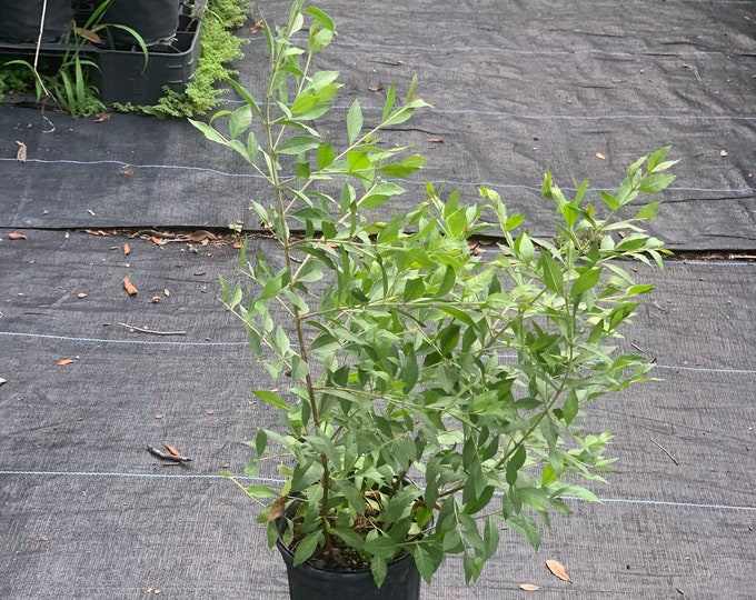 HENNA Live Plant (mehandi/gorintaku/lawsonia Inermis) - Etsy