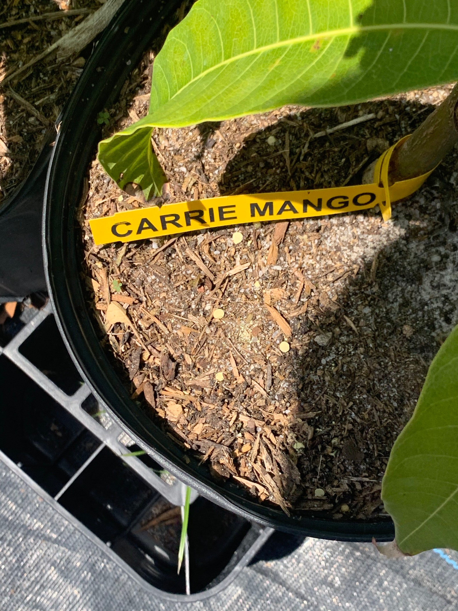 Carrie Dwarf Mango Tree: Grafted Plant in 3 Gallon Pot - Etsy