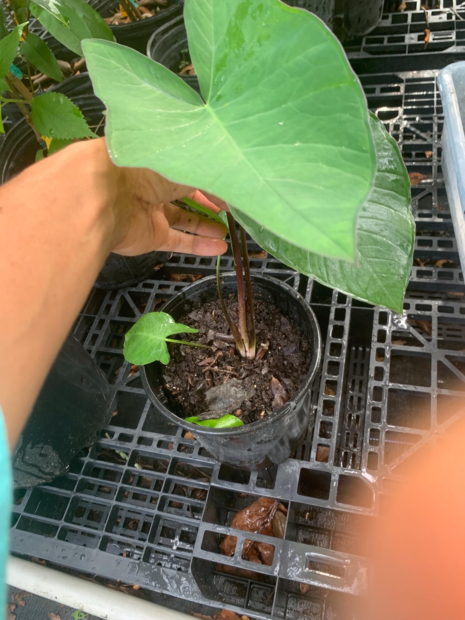 Colocasia Esculenta Plant, Pattarveliya or Patra Edible Plant in Small ...