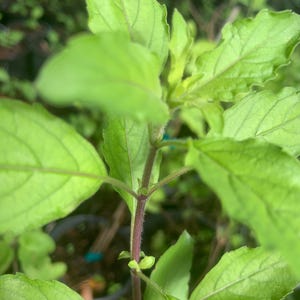 2 in 1 Rama and Krishna Basil Ocimum Tenuiflorum Plant 10” Tall in 4 ...