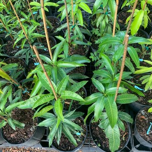 The 'haden' Mango or 'hayden' Plant 18 Tall Grafted in 6 in Pot - Etsy