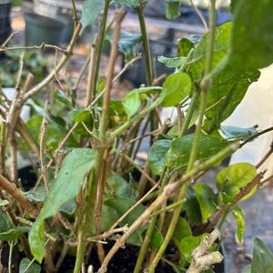 Arabian Jasmine Live Plant: Dontara Malli Double Flower (4" Pot) - Etsy