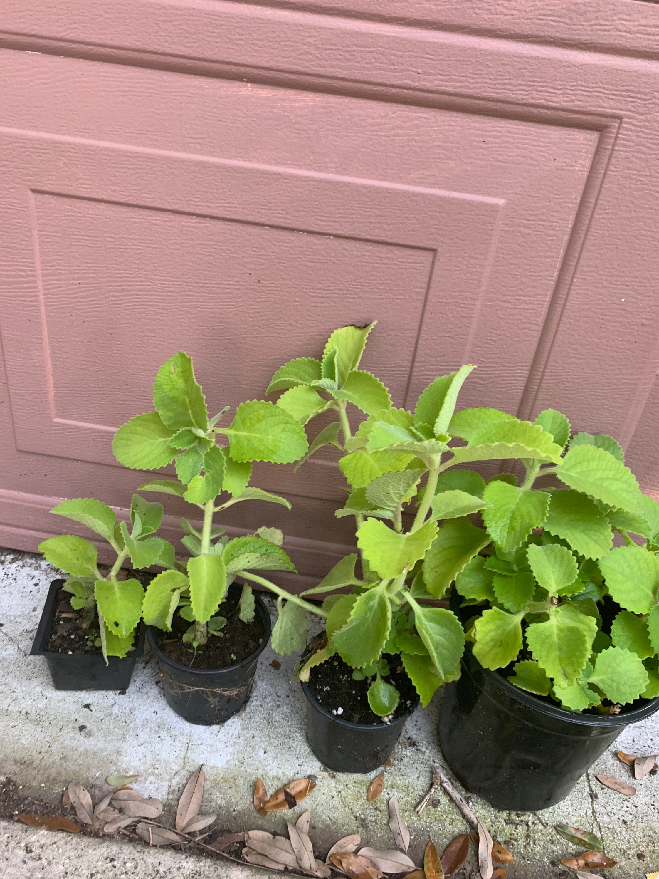 Oregano/Mexican mint/Indian Ajwain sold by sizes from 4 inch | Etsy