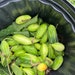 Tindora Ivy Gourd Small Plant (coccinia Grandis) - Etsy