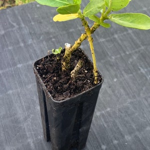 CALOTROPIS GIGANTEA Giant / Madar/ Milkweed Tree Plant - Etsy